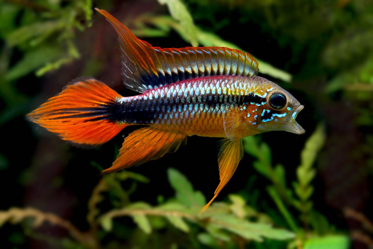 Zierfische, Garnelen, Krebse und Schnecken - ATP - Aquaristik