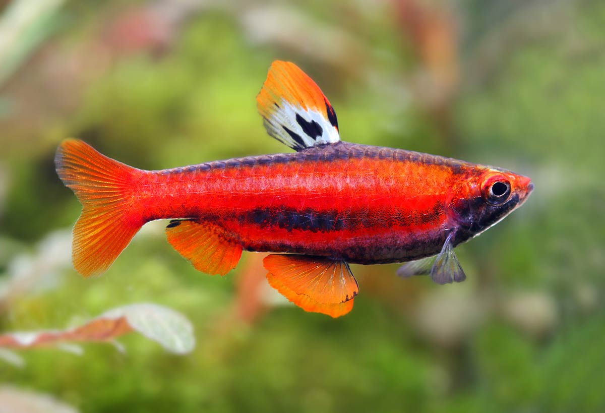 Zierfische, Garnelen, Krebse und Schnecken - ATP - Aquaristik